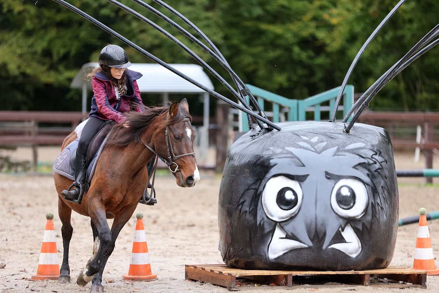 30 Octobre 2022 : Ecurie du Val, Hautot sur Mer - Equifun Club & Poney - Événements - Yann Quéniart